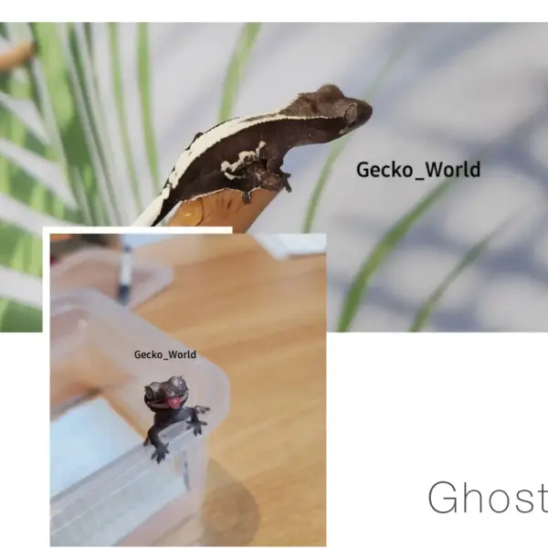 geckoworld | 인포크링크