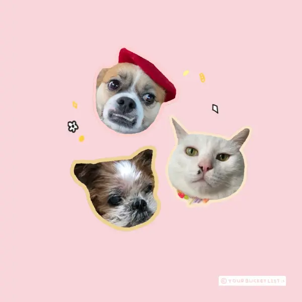 coco.han | 인포크링크