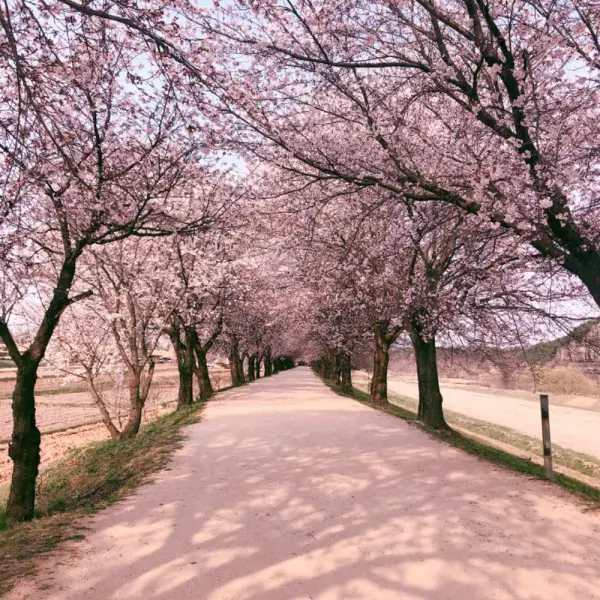 jayomi | 인포크링크