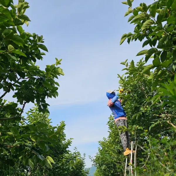 juha_farm_taechu | 인포크링크